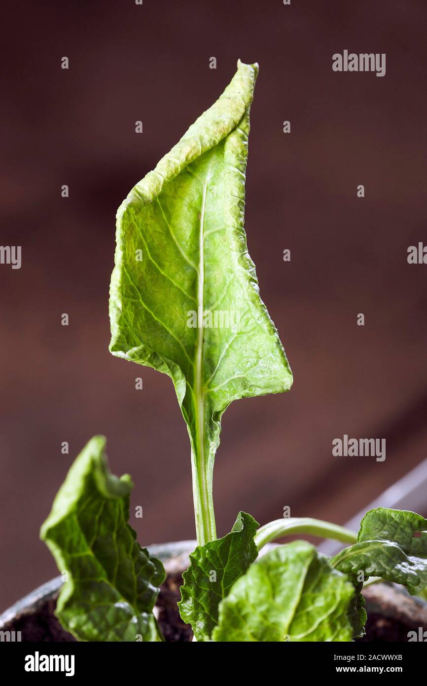 Curly top sugar beet infection. Close-up of a leaf of a sugar beet ...