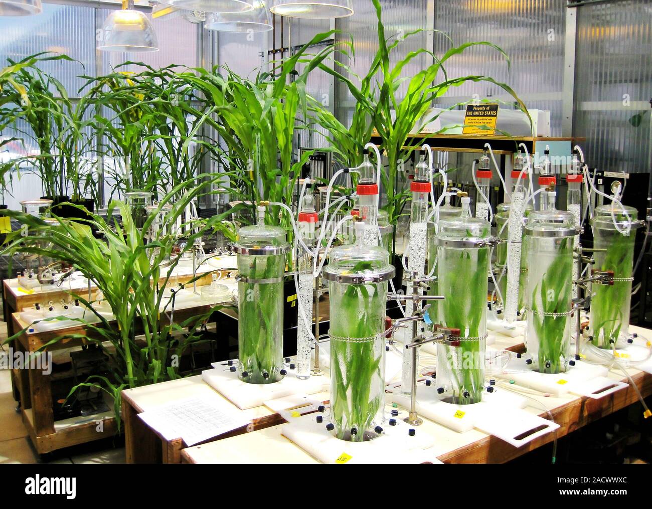 Maize laboratory research. These chambers are used to control humidity ...