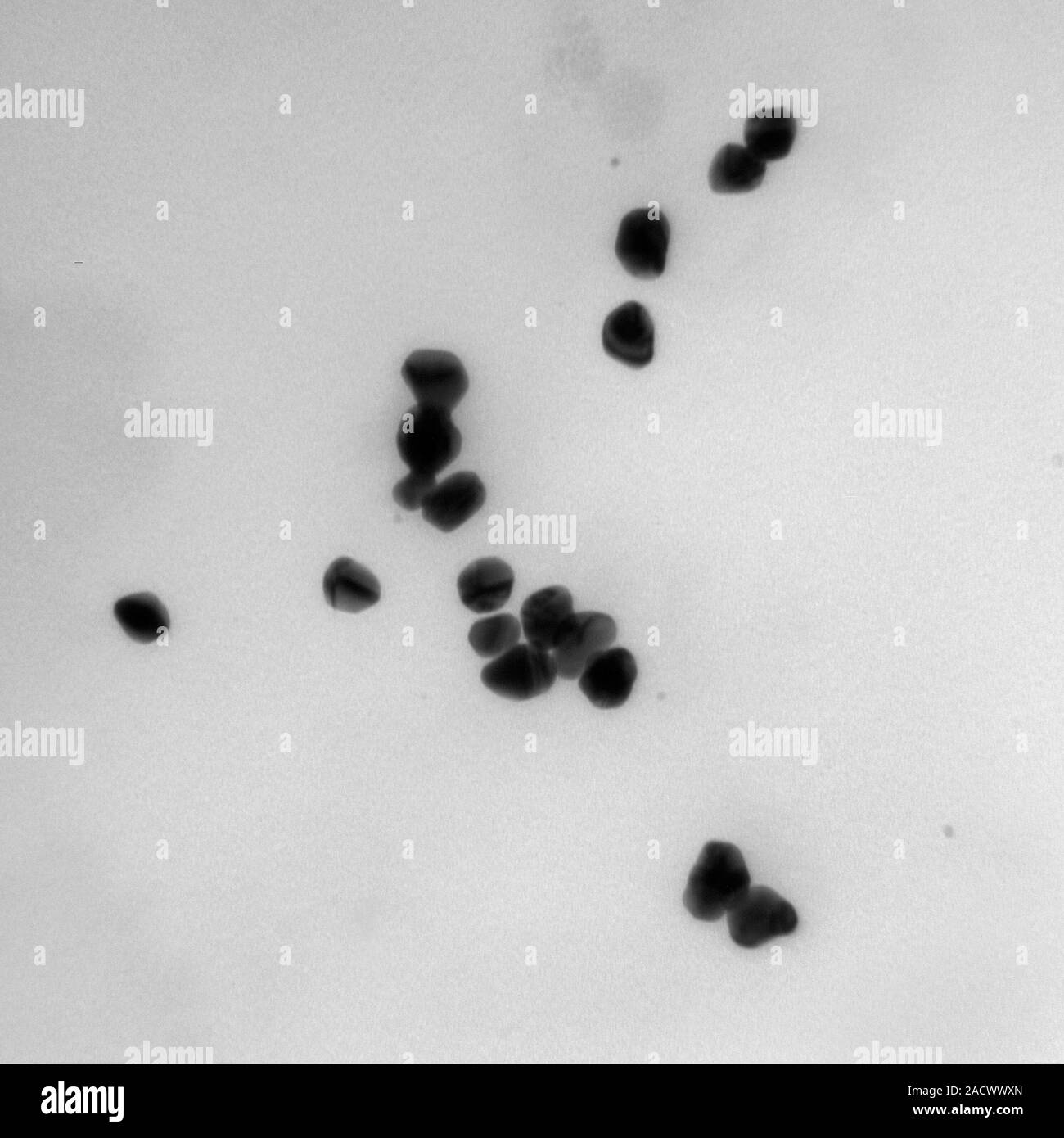 Silver-coated biopolymer spheres, transmission electron micrograph (TEM ...