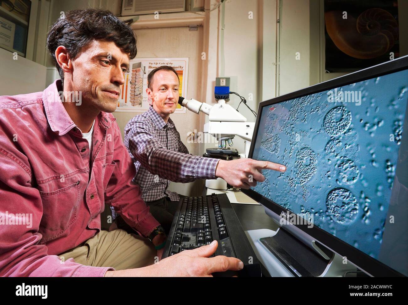 Honey bee fungus research. Entomologists using a microscope to look at ...