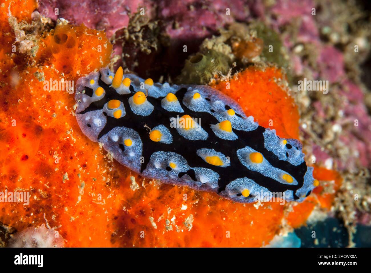 Colorful nudibranch (Phyllidia sp.), or sea slug, feeding on an orange ...