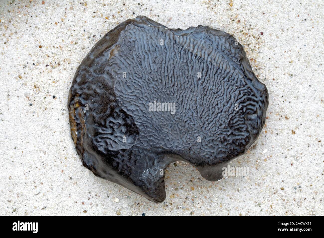 Wind and water erosion of a limestone pebble. The surface has been ...