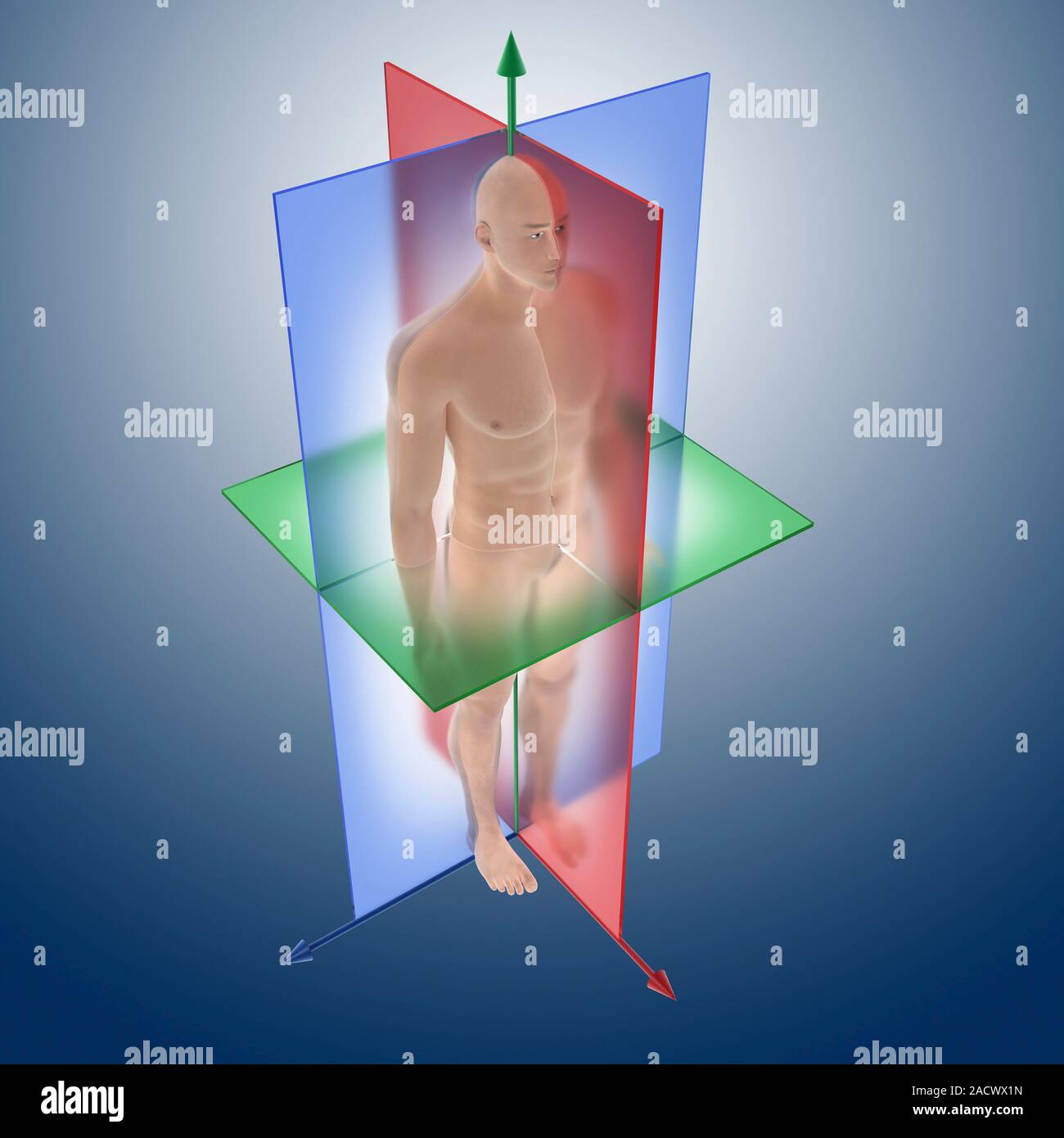 Anatomical orientation planes. Computer artwork of a human body ...