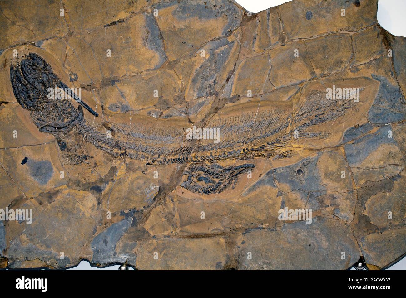 Fossil of a freshwater shark (Orthacanthus sp.). This shark lived from ...