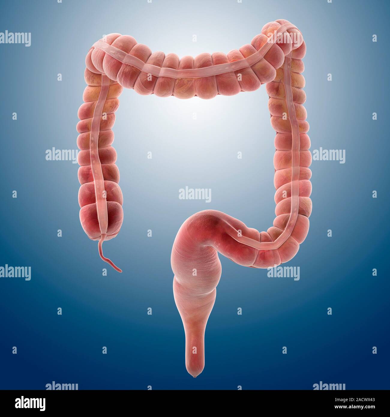 Large intestine, artwork. This section of the human digestive system ...