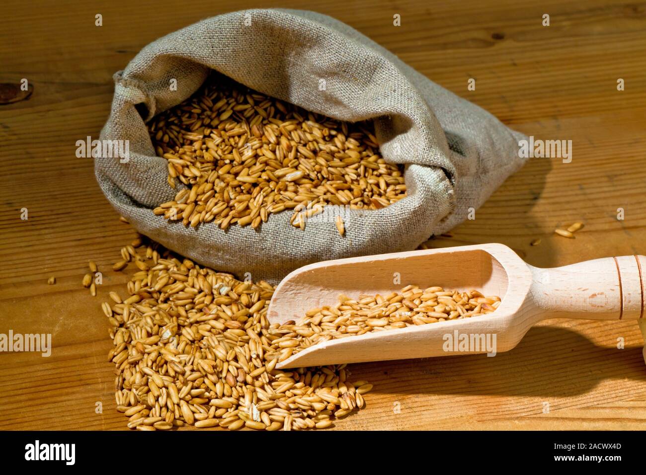 Oat grain hi-res stock photography and images - Alamy