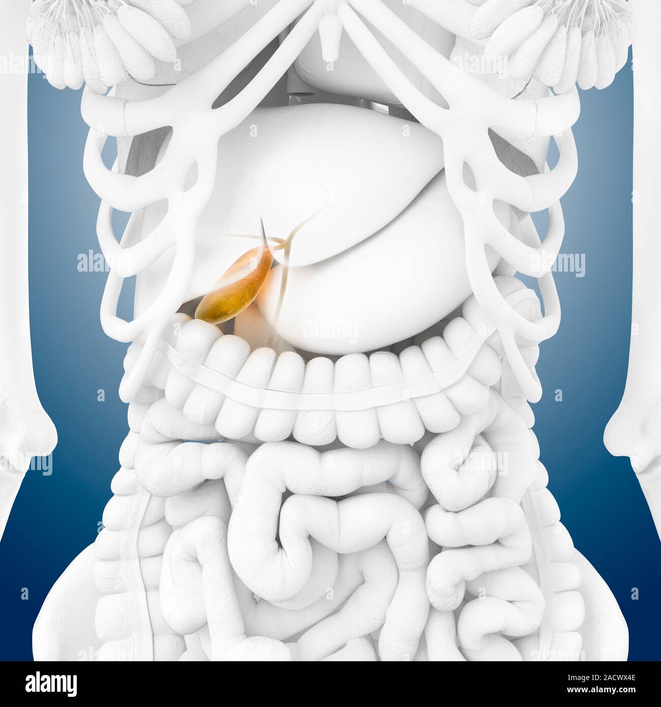 Gall bladder, artwork. The gall bladder (yellow, upper left) is an ...