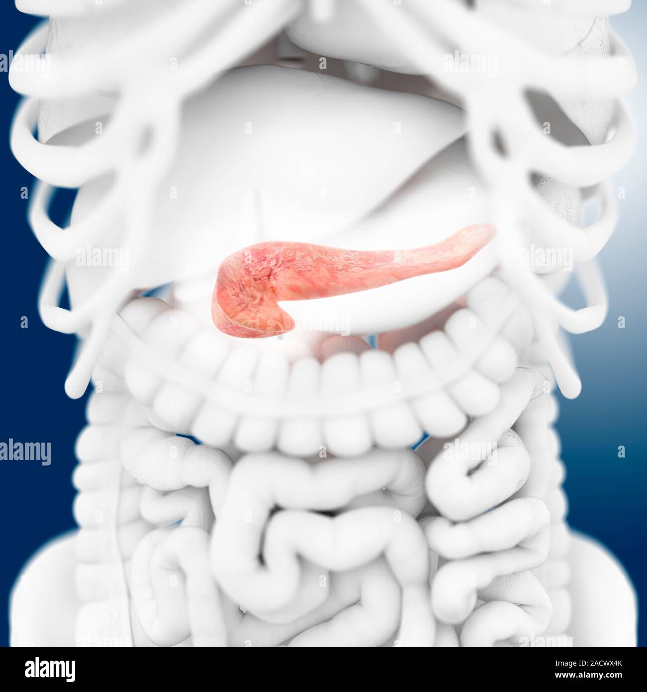 Pancreas, artwork. The pancreas (pink) is an organ in the upper abdomen ...