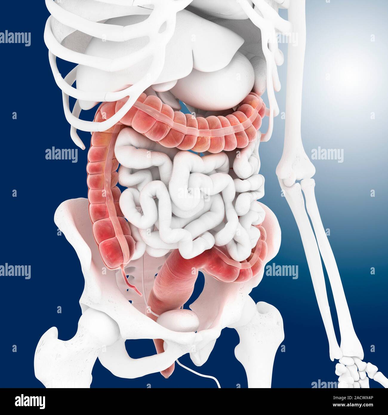 Large intestine (pink) with surrounding organs and bones, artwork. This ...