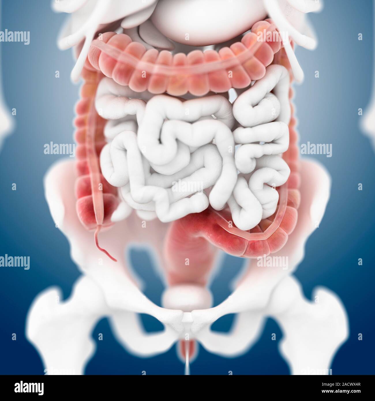 Large intestine (pink) with surrounding organs and bones, artwork. This ...
