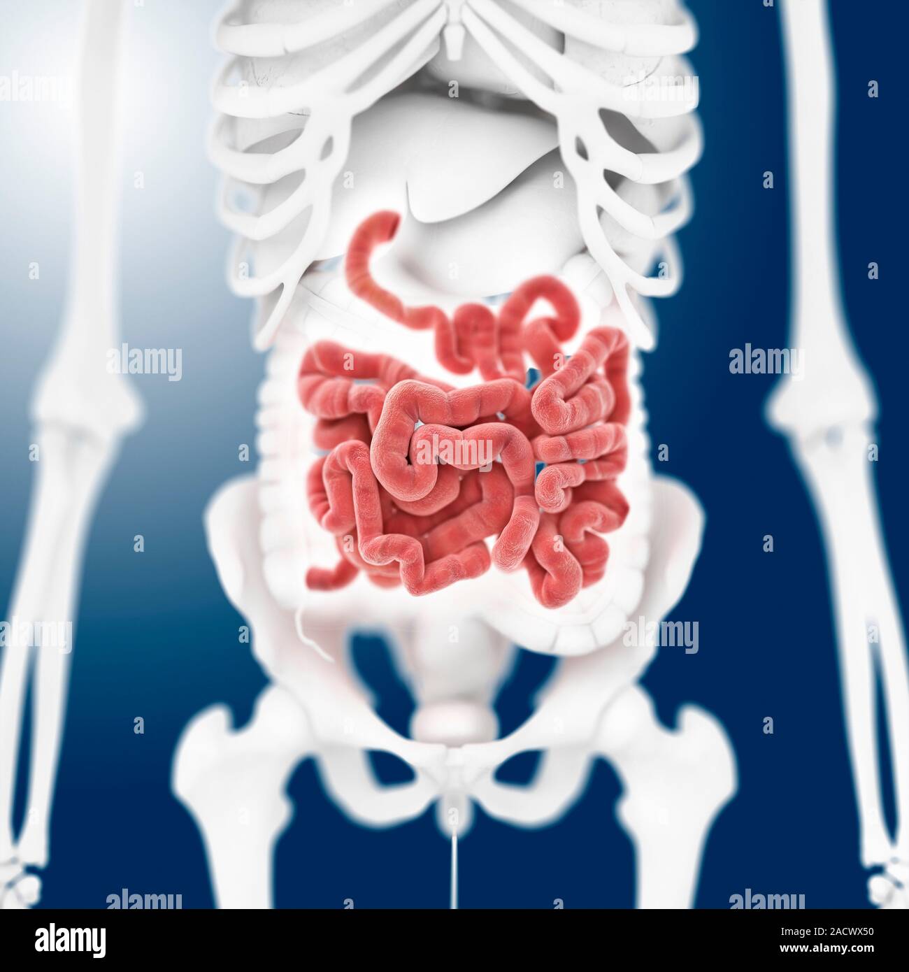 Small intestine (pink) with surrounding organs and bones, artwork. This ...