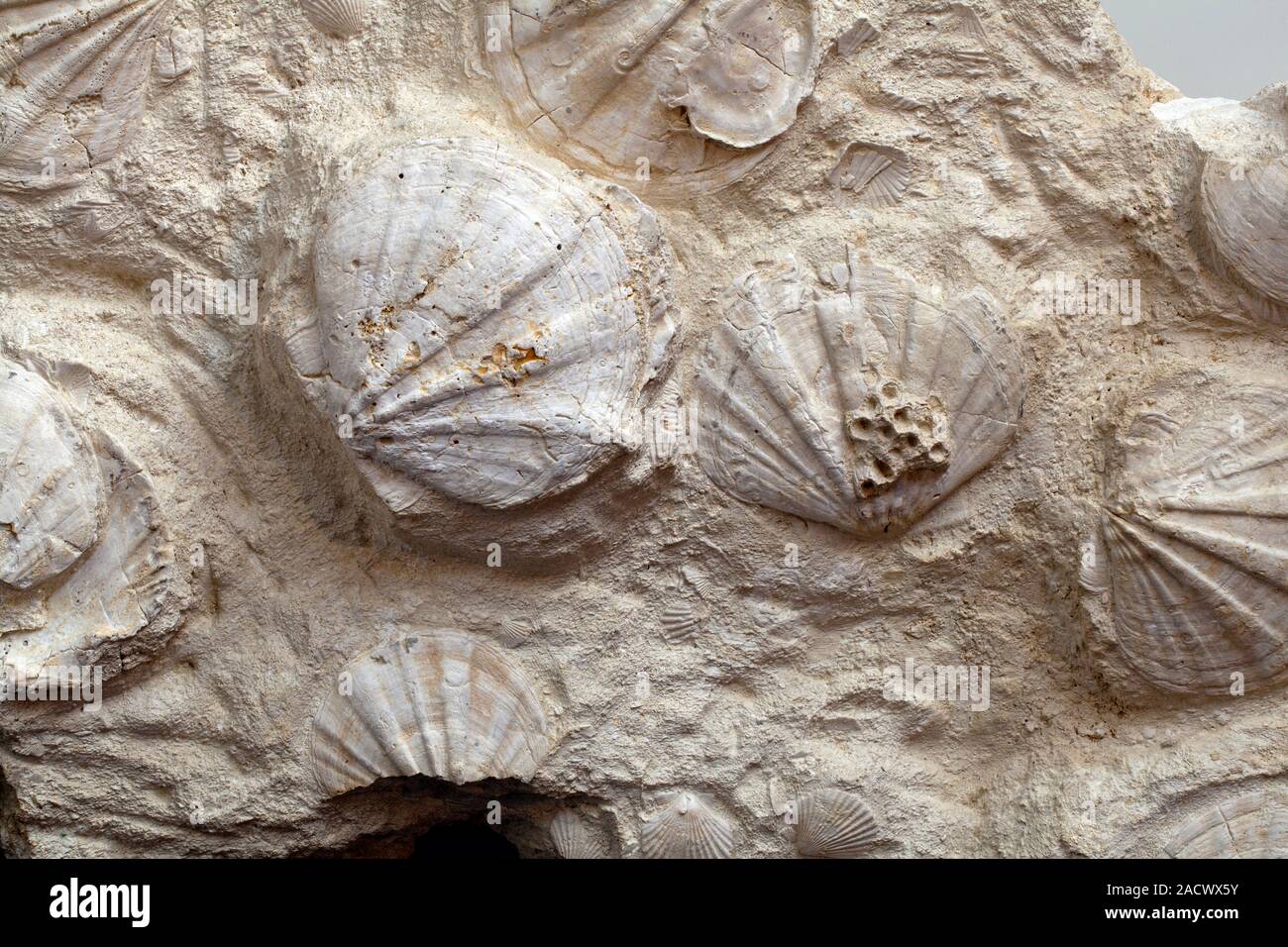 Fossil remains of scallop (Chlamys latissima) shells on a slab of Lower ...