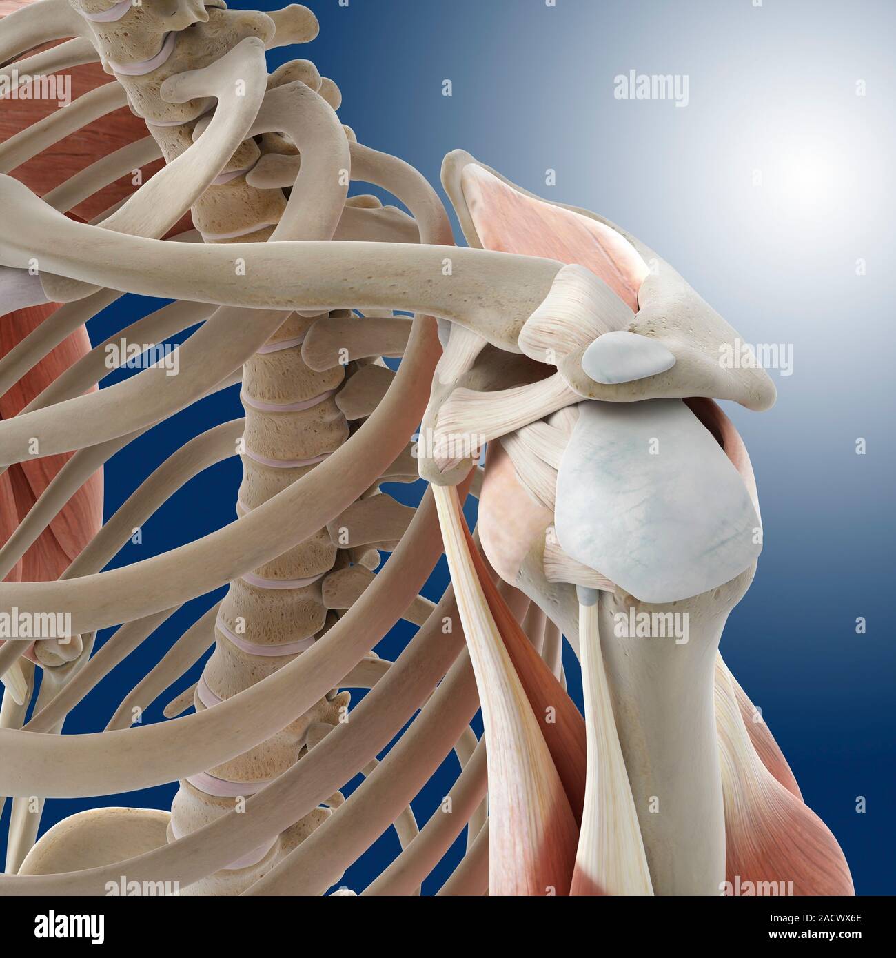 Shoulder anatomy. Artwork of an oblique left anterior view from above ...
