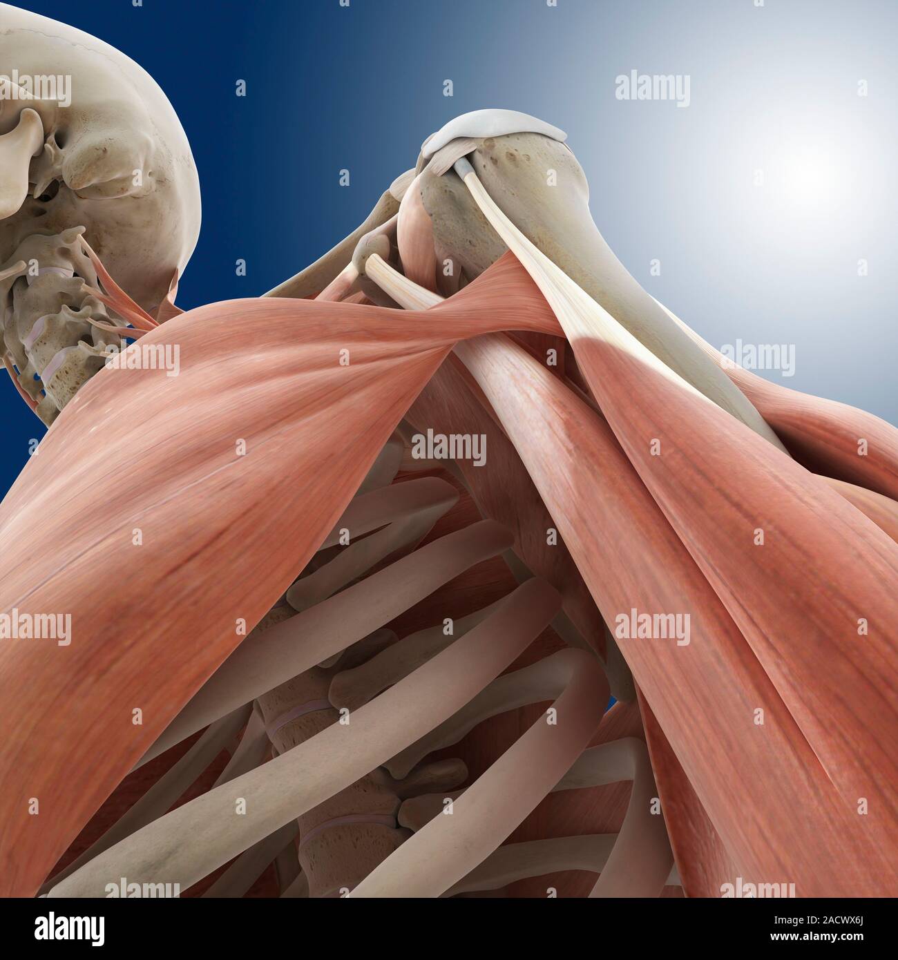 Shoulder anatomy. Artwork of an oblique left anterior view from below ...