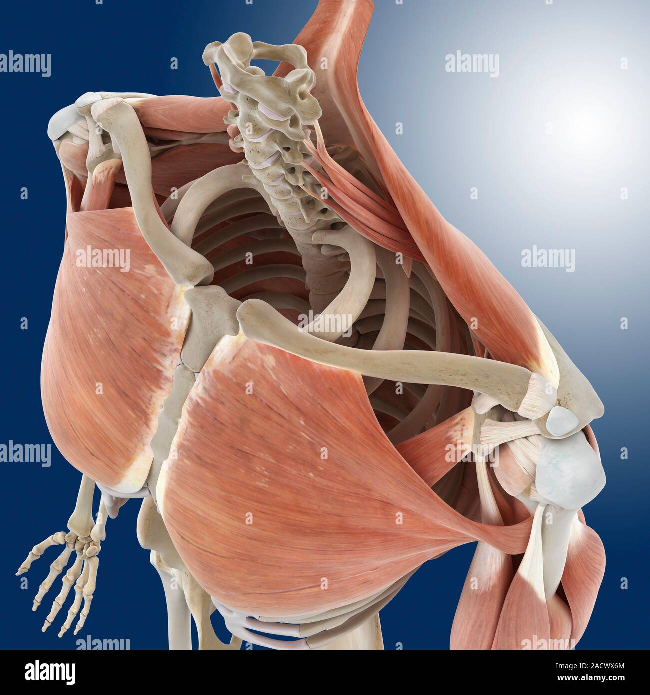 Shoulder and chest anatomy. Artwork of an oblique left anterior view ...