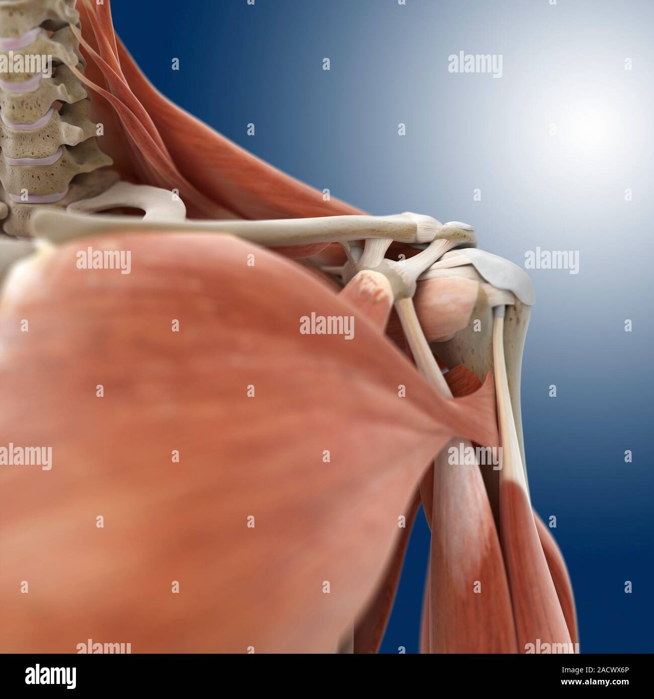 Shoulder anatomy. Artwork of a frontal (anterior) view of some of the ...