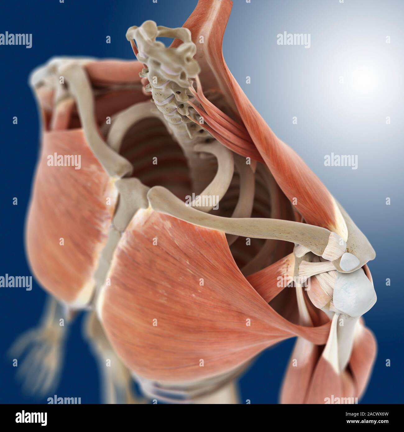 Shoulder and chest anatomy. Artwork of an oblique left anterior view ...