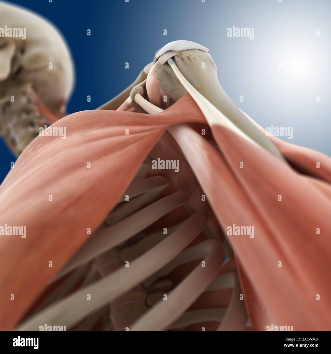 Shoulder anatomy. Artwork of an oblique left anterior view from below ...