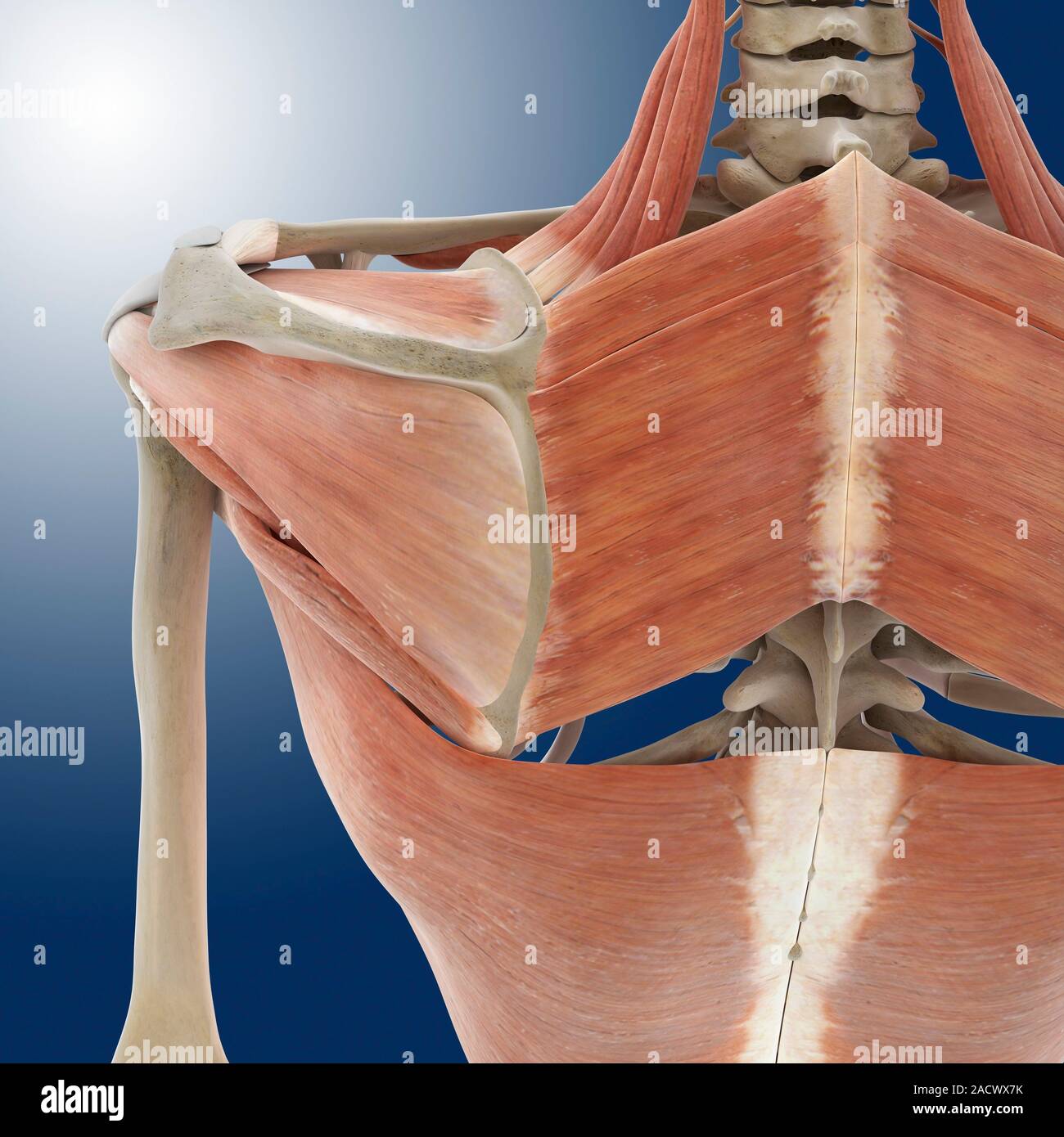 Shoulder and back anatomy. Artwork of a rear (posterior) view of ...