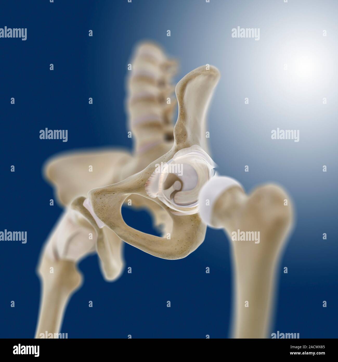 Hip socket anatomy. Artwork of an oblique view of the bones and ...