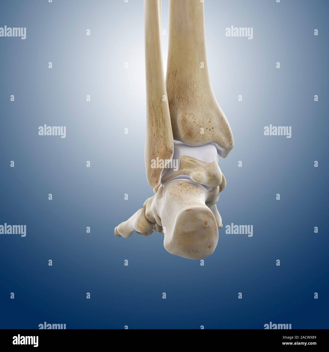 Rear foot and ankle bones. Artwork of a rear (posterior) view of some ...