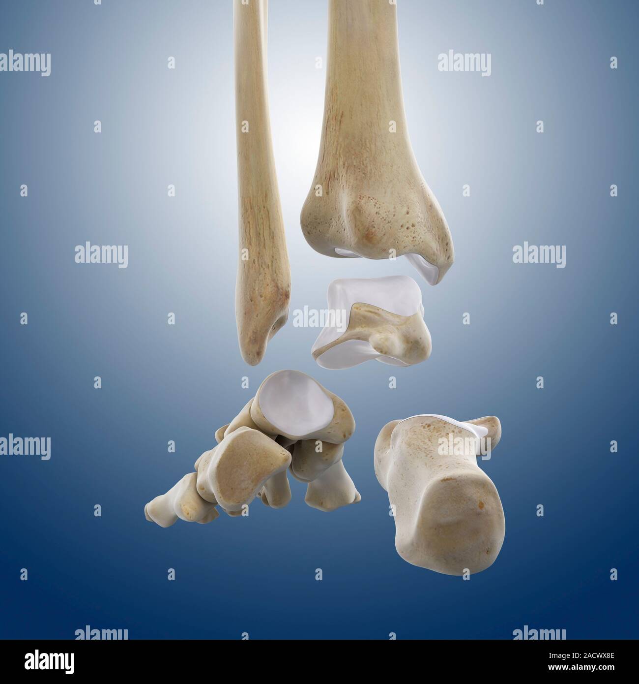 Ankle joint anatomy. Artwork of a rear (posterior) exploded view of ...