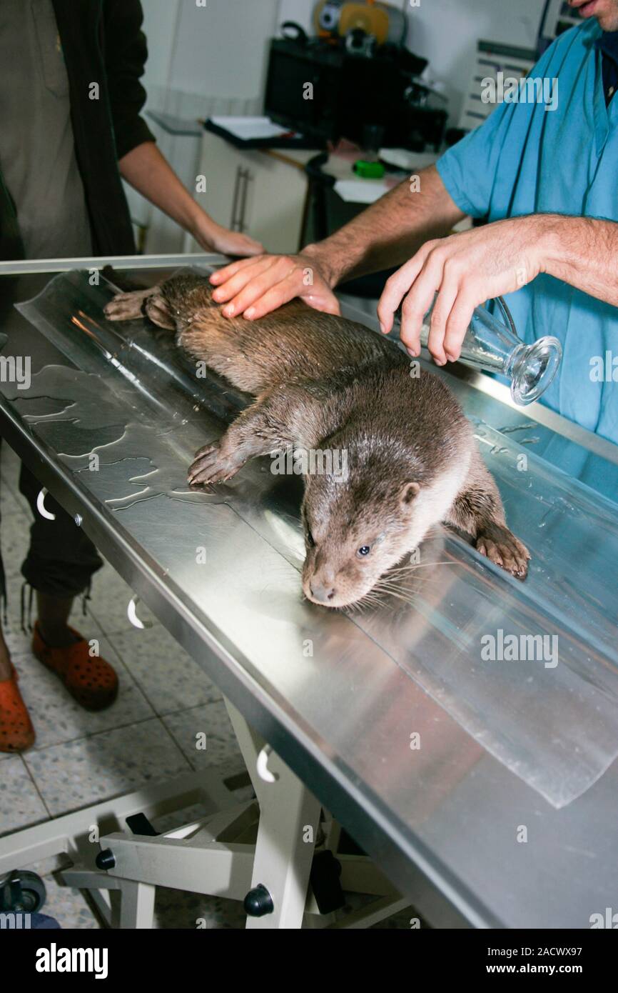 An Otter (Lutra lutra) in a research laboratory being inspected by a ...