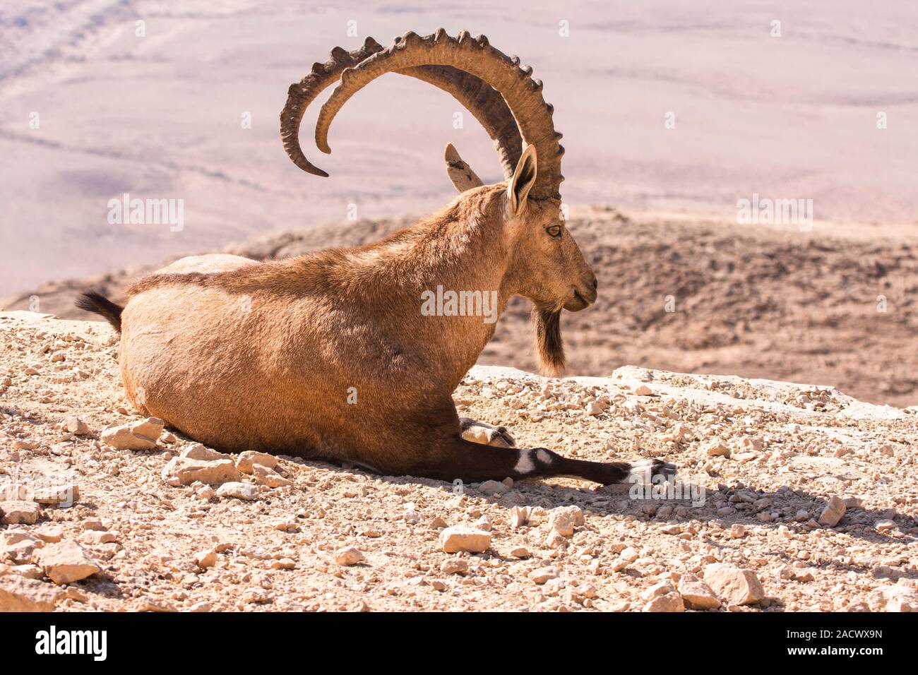 large Male Nubian Ibex (Capra ibex nubiana), Negev Desert, Israel Stock ...