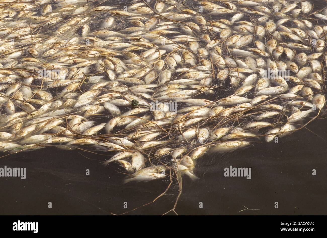 Marine Pollution - Dead fish Stock Photo - Alamy