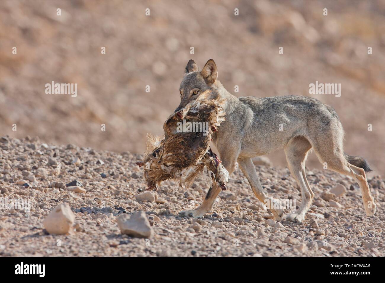 Arabian wolf (aka desert wolf Canis lupus arabs). This wolf is ...