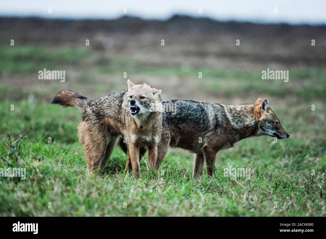 Golden Jackal (Canis aureus), also called the Asiatic, Oriental or ...