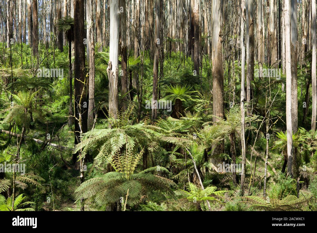 Mountain ash ( Eucalyptus regnans ) forest at Marysville, Victoria ...