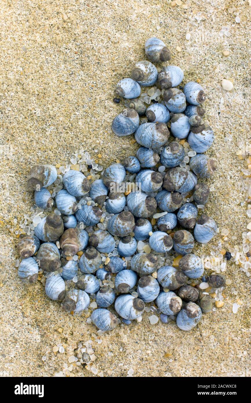 A cluster of blue periwinkles, Nodilittorina unifasciata, on the ...