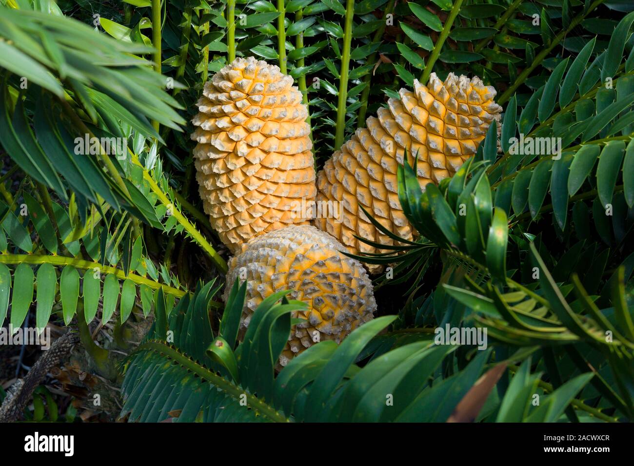 Female cones of Encaphalartos altensteinii, the Eastern Cape Giant ...