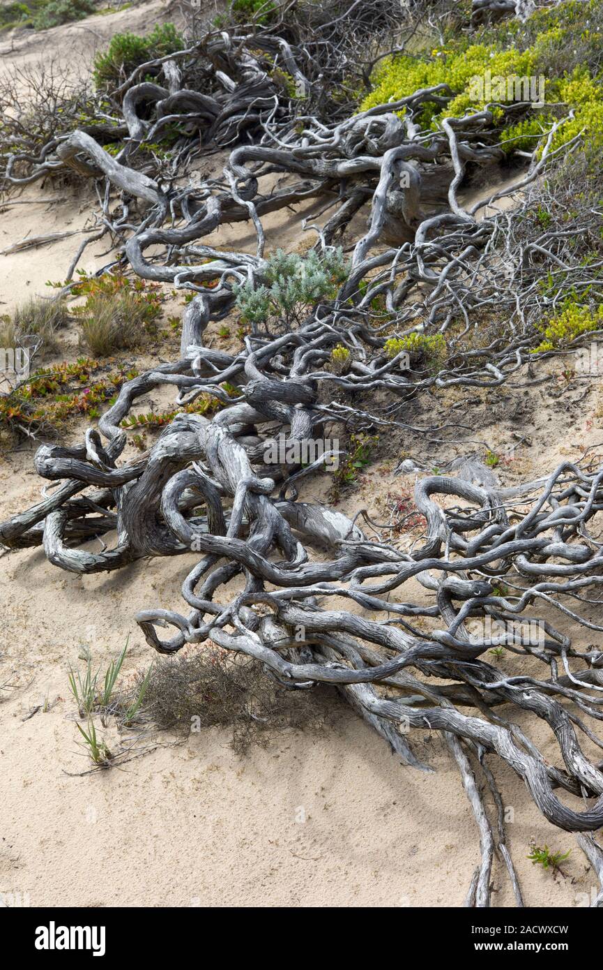 Moonah trees, Melaleuca lanceolata subsp. lanceolata, growing on cliff ...
