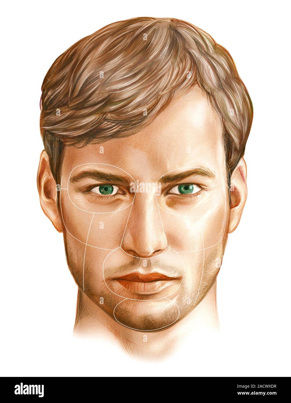 Illustration of the head of the male. This anterior view is from ...