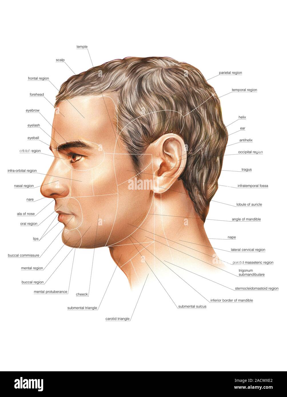 Illustration of the head of the male. This lateral view with labels is ...