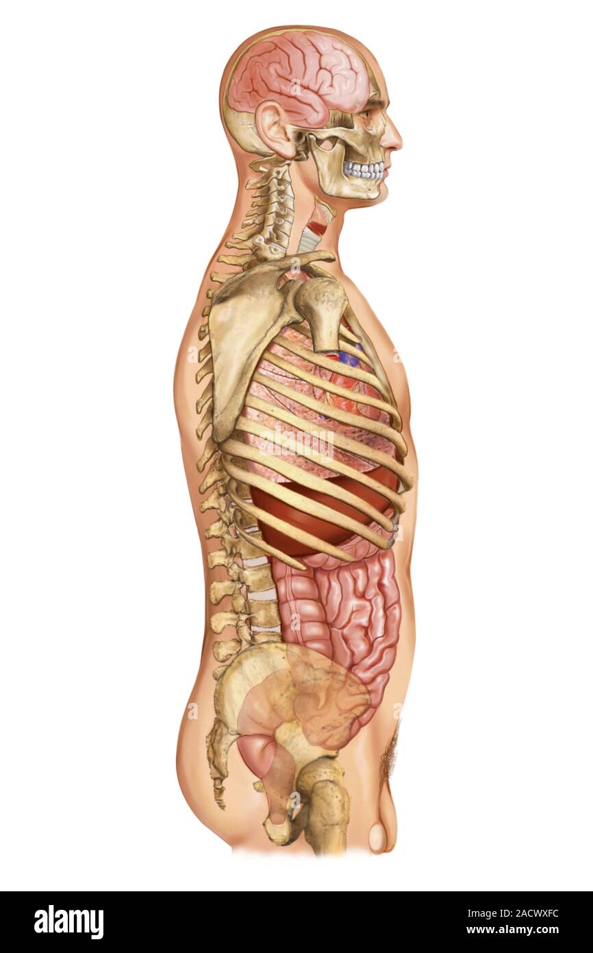 Illustration of the external projection of internal organs. This right ...