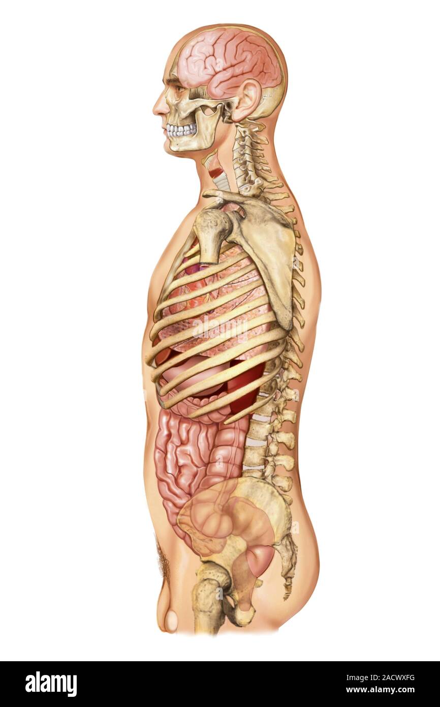 Illustration of the external projection of internal organs. This left ...
