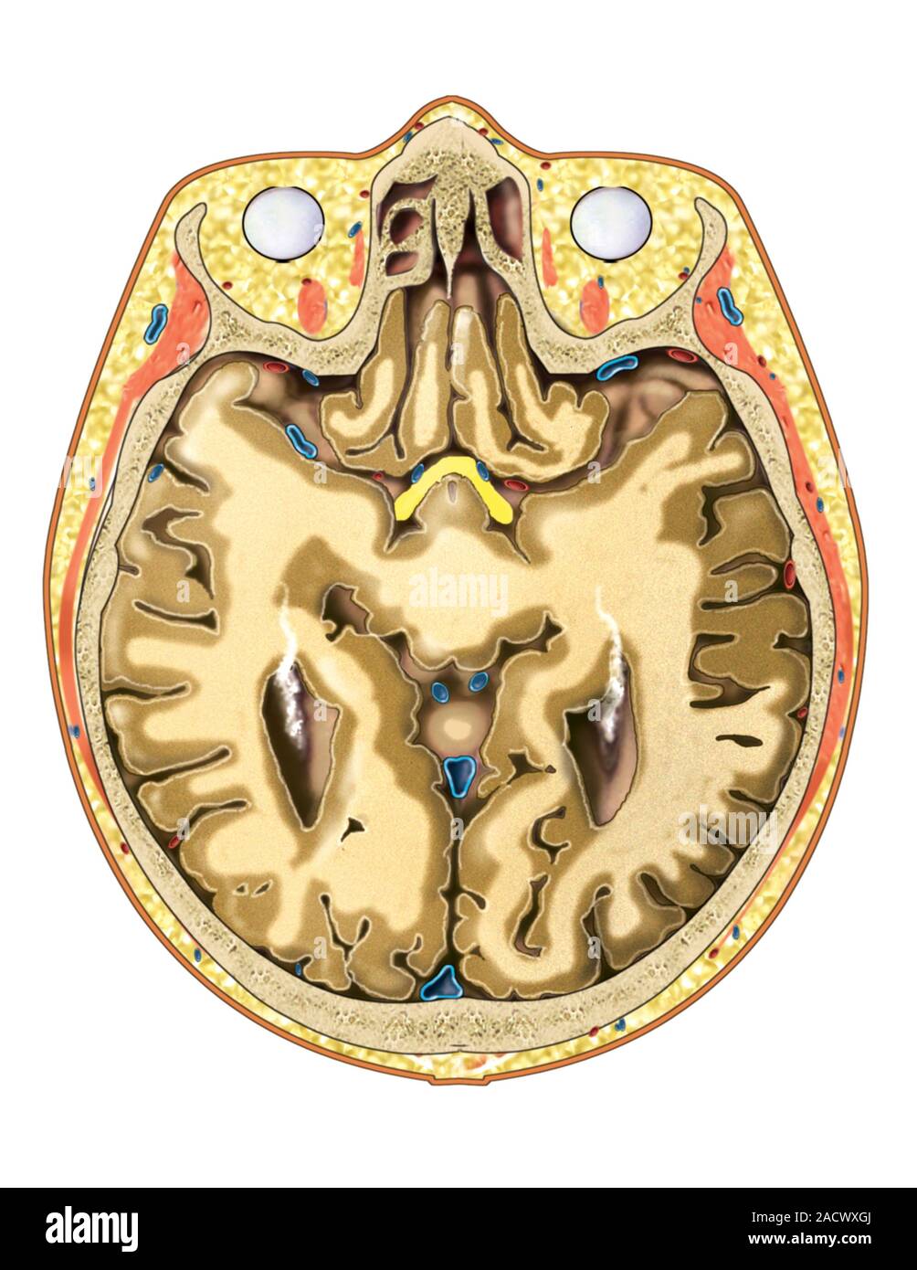 Illustration of the transverse section of the human body at eyes level ...