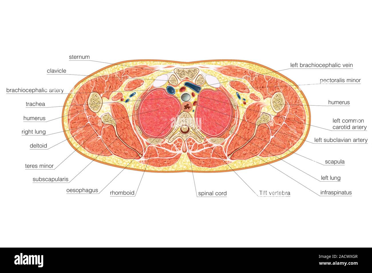 Illustration of the transverse section of the human body at pectoral ...