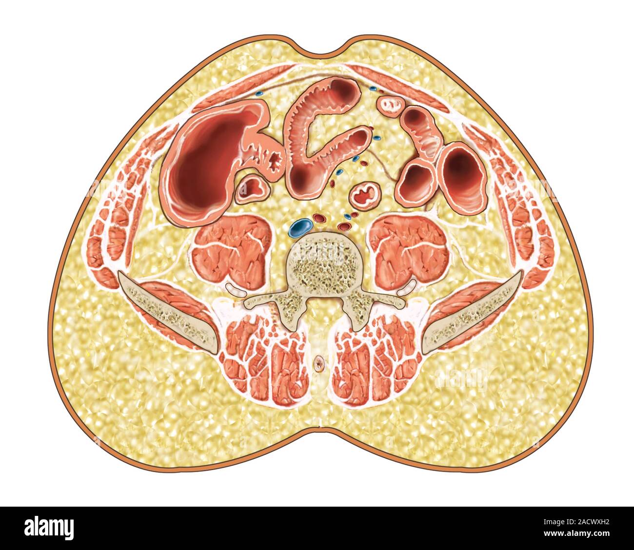 Illustration of the transverse section of the human body at umbilical ...