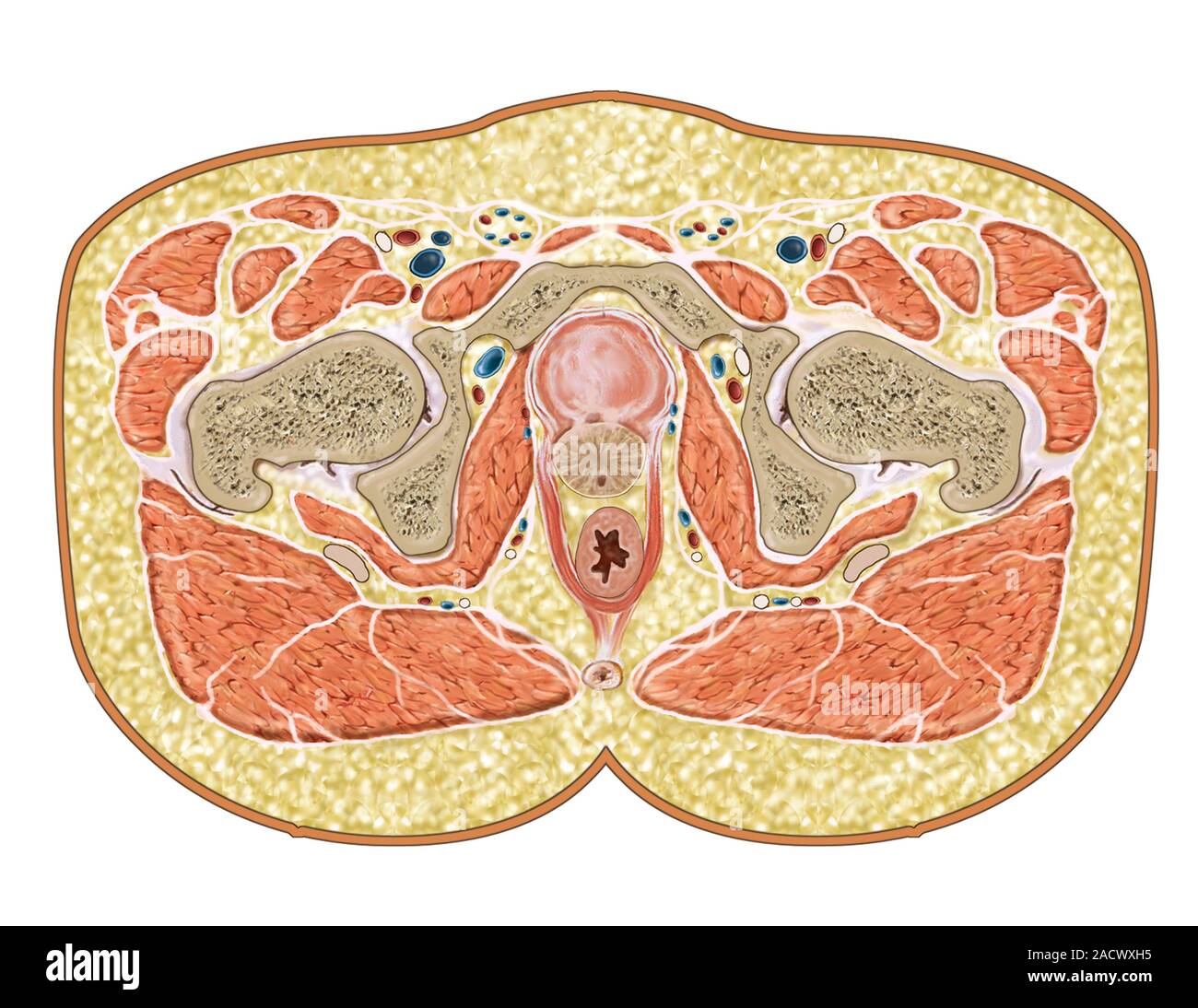 Illustration of the transverse section of the human body at hemipelvis ...