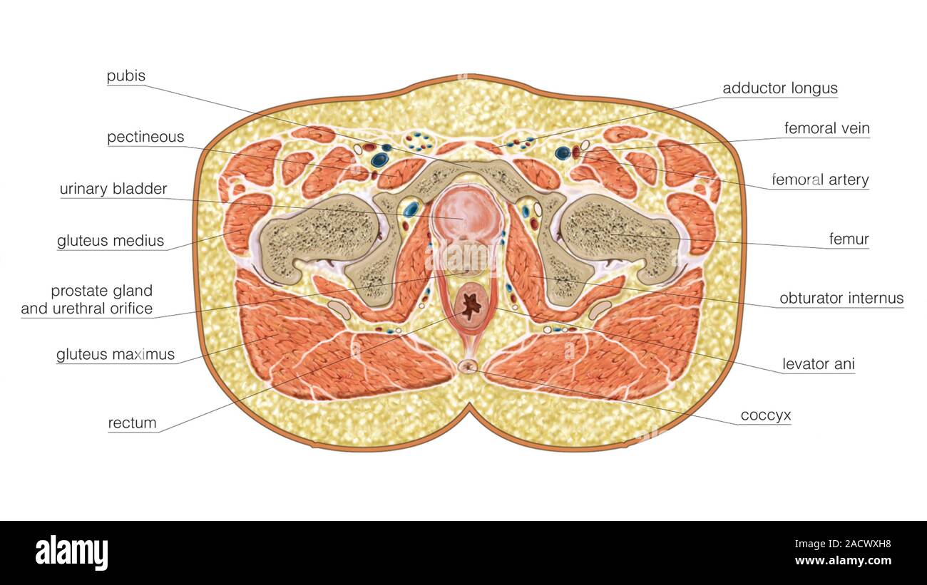 Transverse Section Anatomy