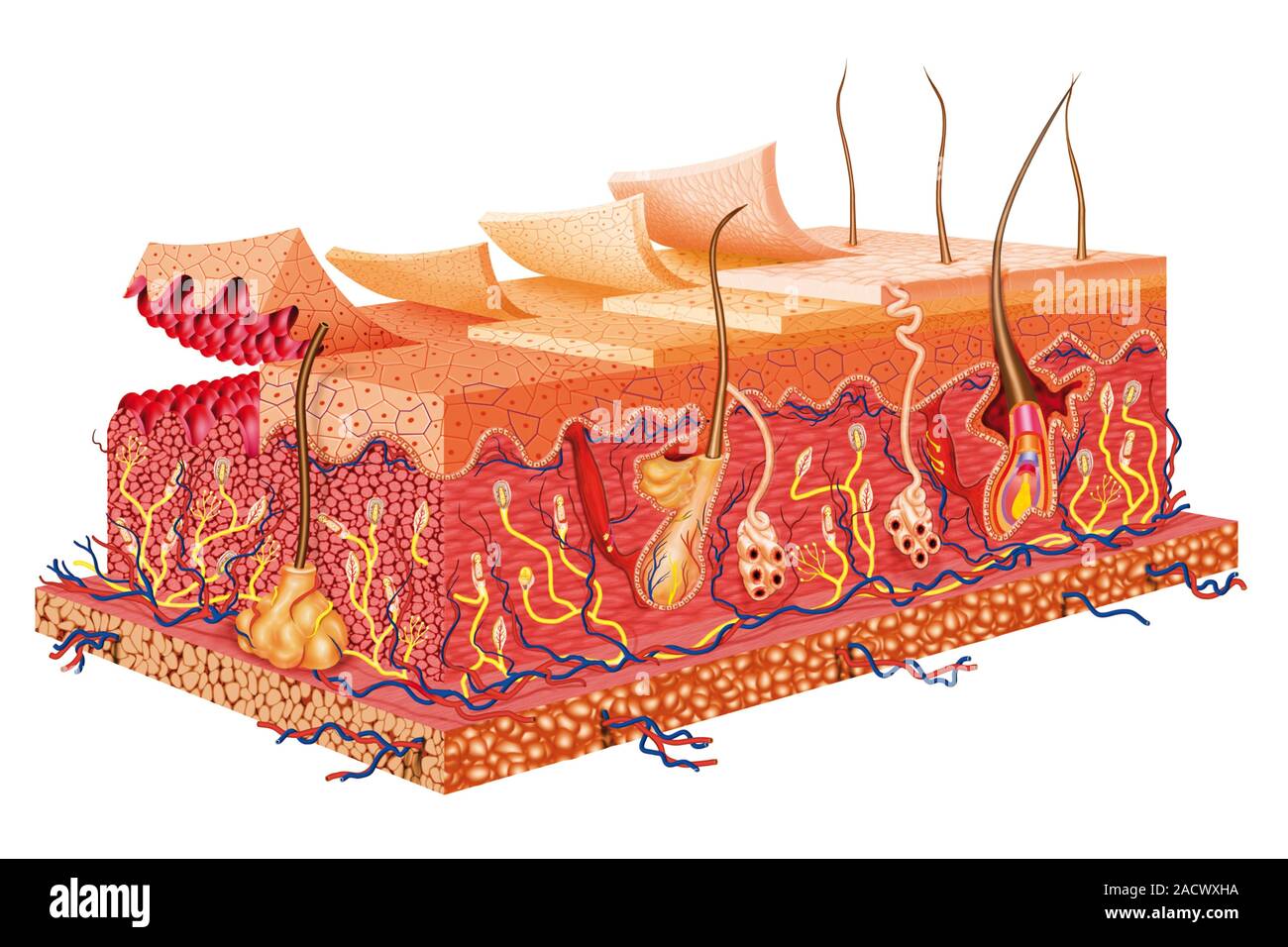 Illustration of the general view of skin structure. This illustration ...