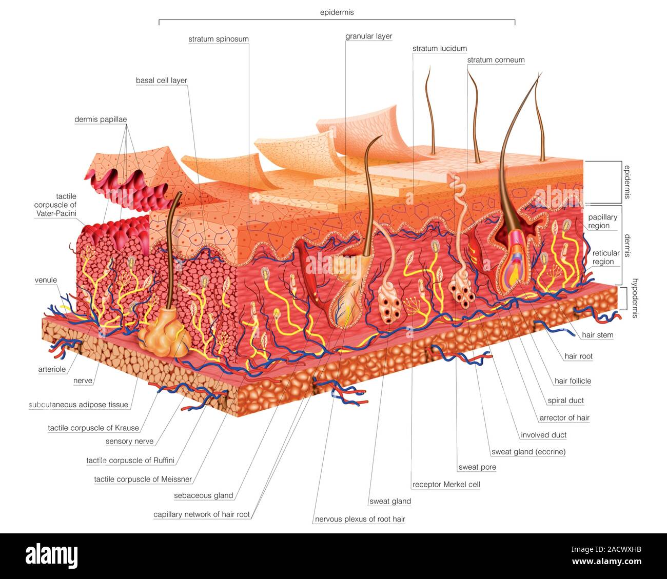 Illustration of the general view of skin structure. This labelled ...