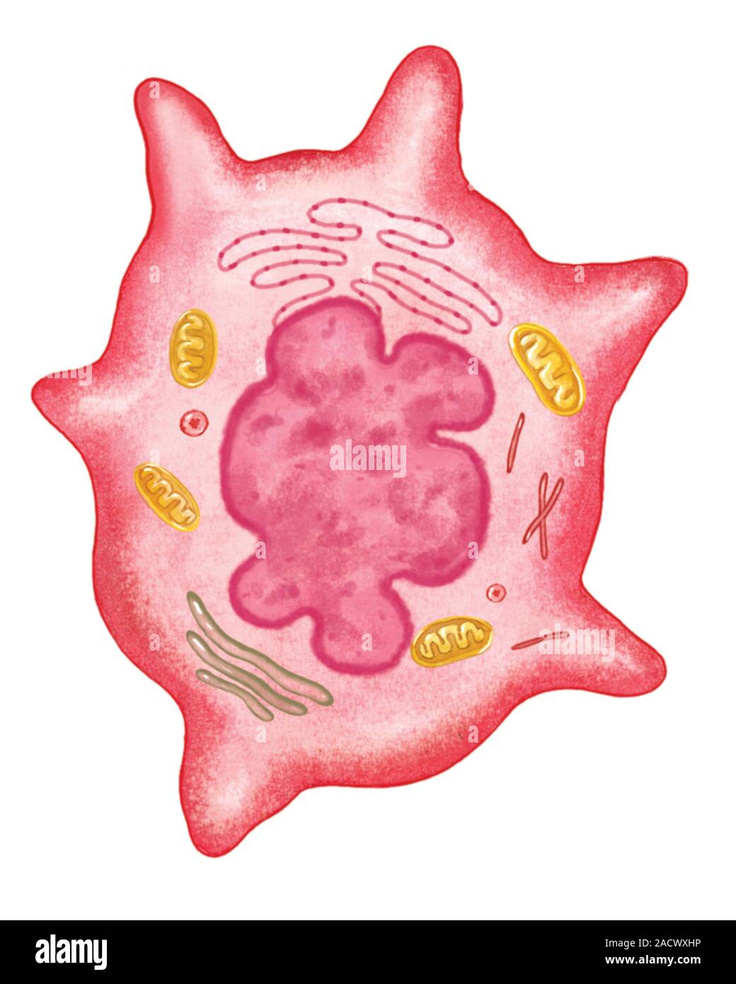 Illustration of Langerhans cell of epidermis. This illustration is from ...