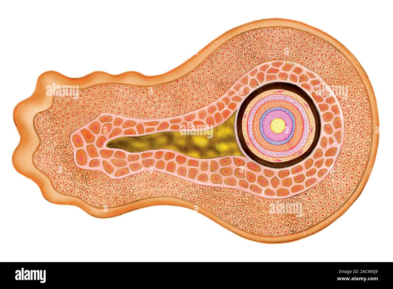 Illustration of hair follicle This illustration of the section of hair ...