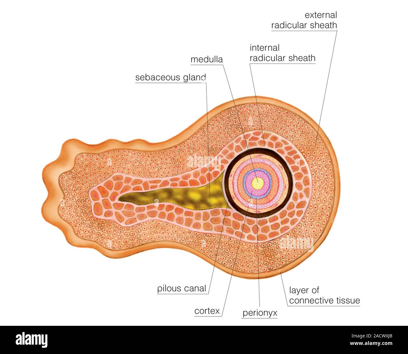 Illustration of hair follicle This labelled illustration of the section ...