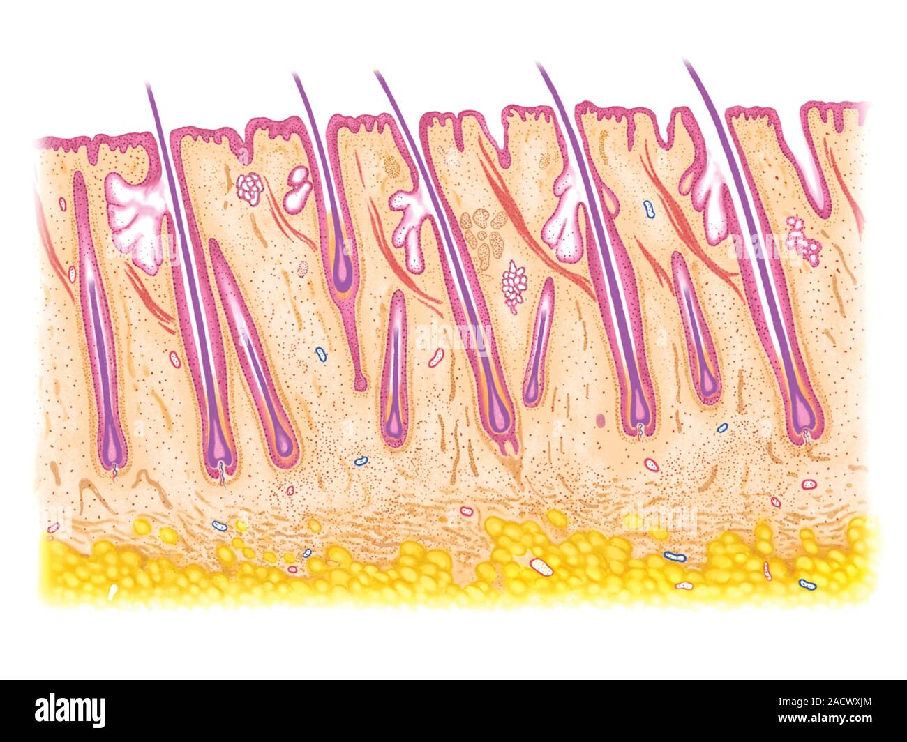 Illustration of the longitudinal section of the scalp. This ...